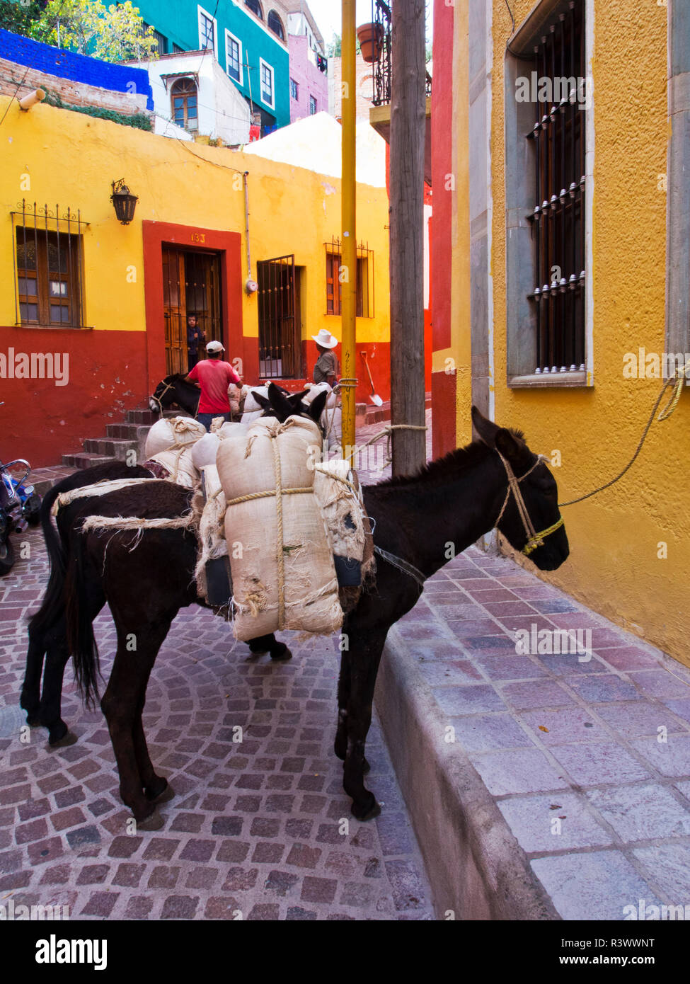 Mexico, Guanajuato, Colorful Back Alley with Famer and Donkeys Stock ...