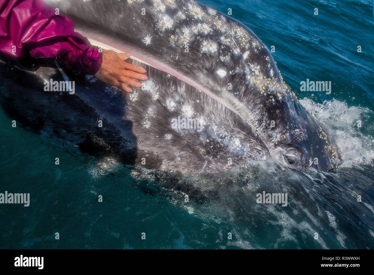 Sea lice hi-res stock photography and images - Alamy