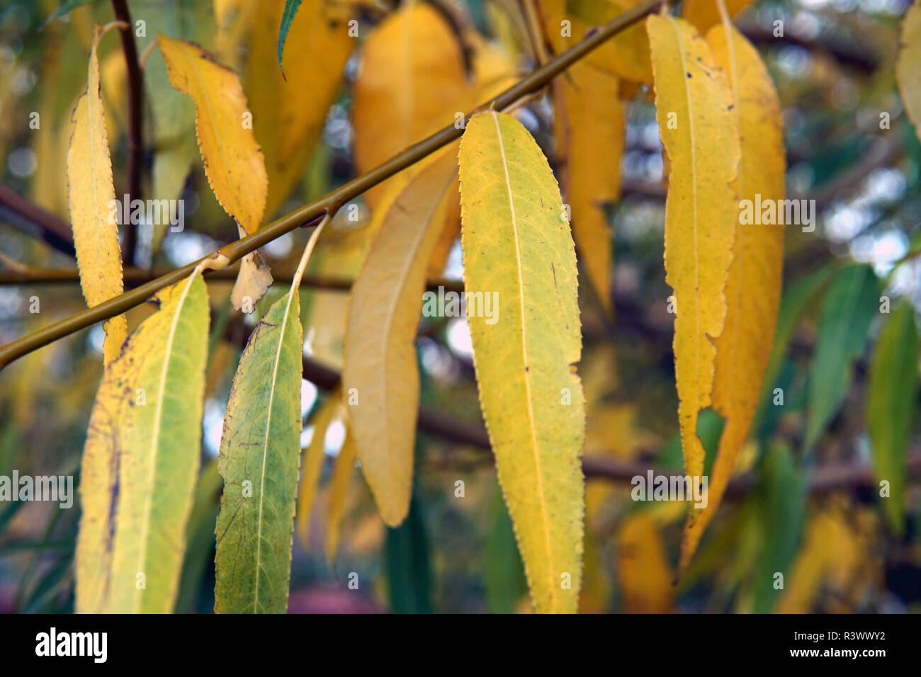 Weeping willow woods hi-res stock photography and images - Alamy