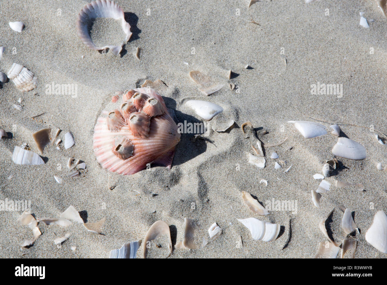 Beach shells. Isla Magdalena. Baja California, Sea of Cortez, Mexico ...