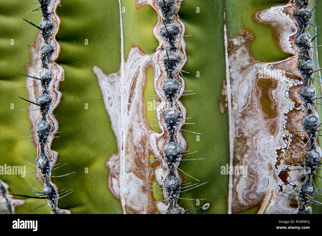 Abstract close-up of cactus. Angel de la Guarda Island. Baja California ...