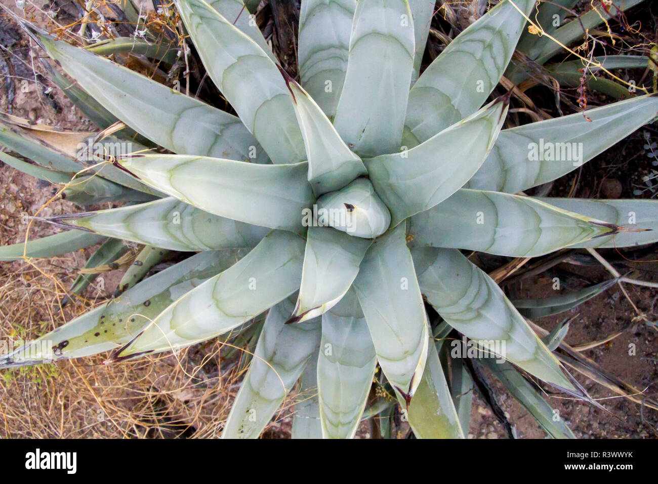 Close-up of center of cactus. Angel de la Guarda Island. Baja ...