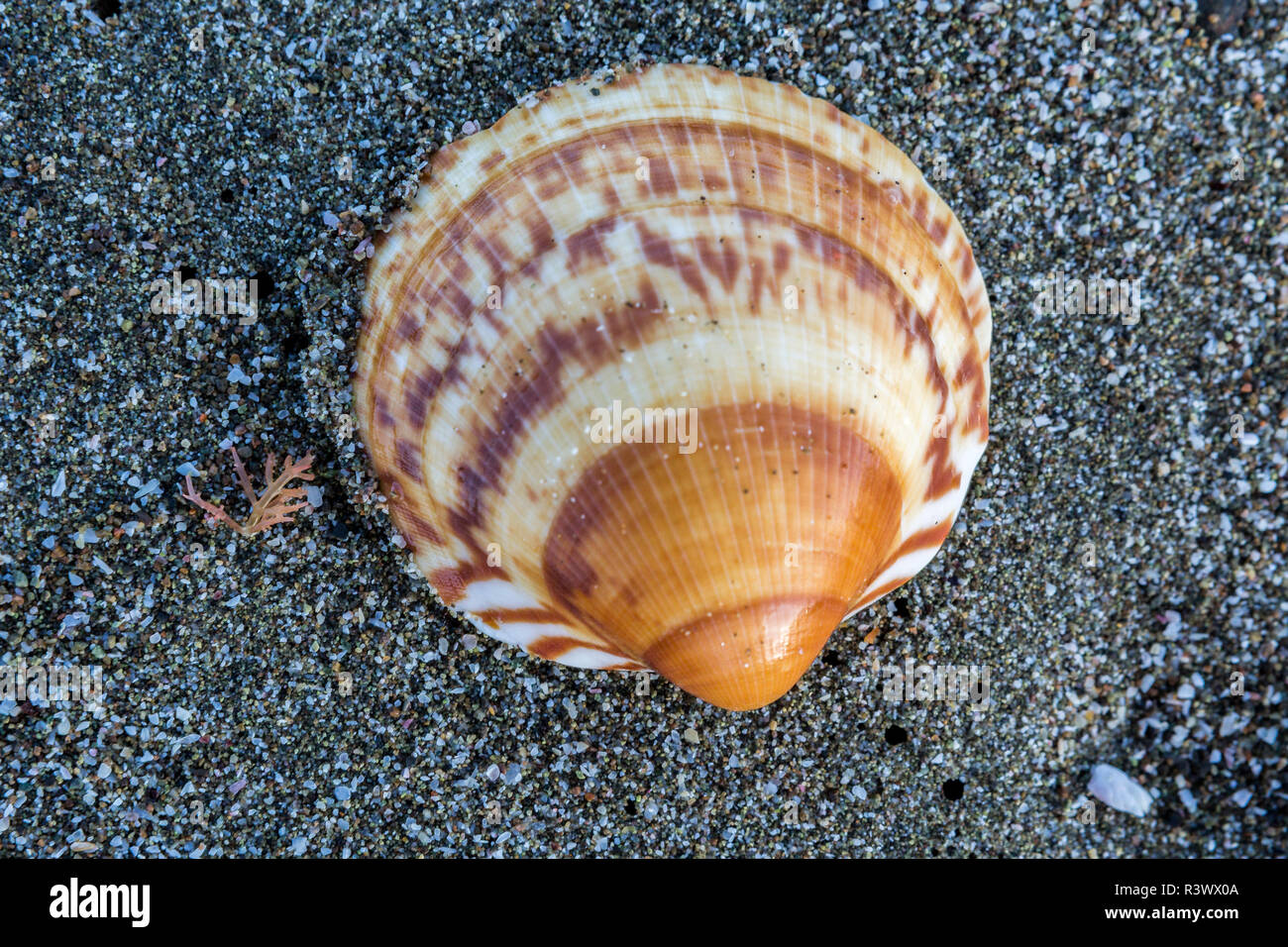 Beach shell. Magdalena Bay. Baja California, Sea of Cortez, Mexico ...