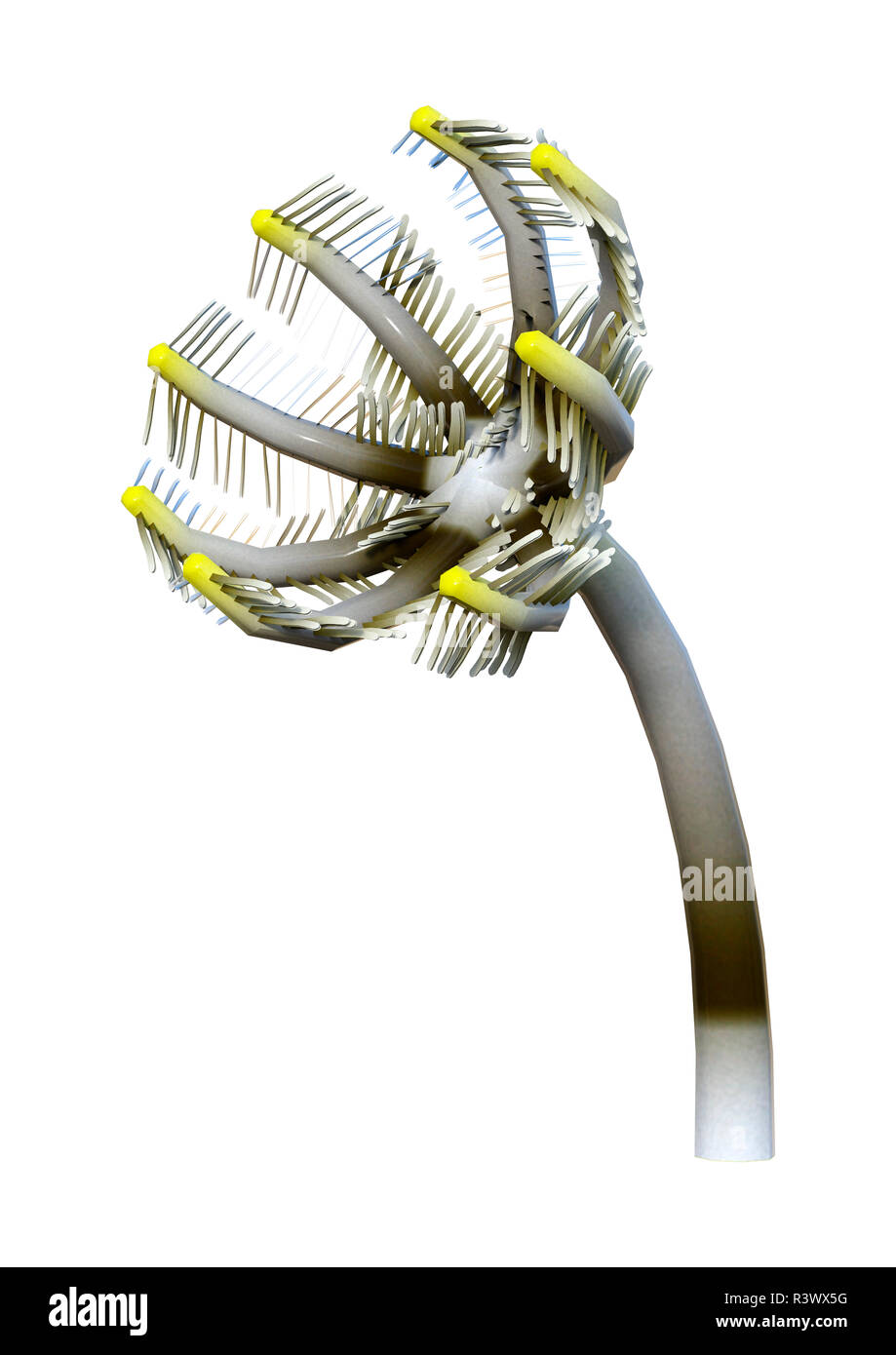3D rendering of a crinoid isolated on white background Stock Photo - Alamy