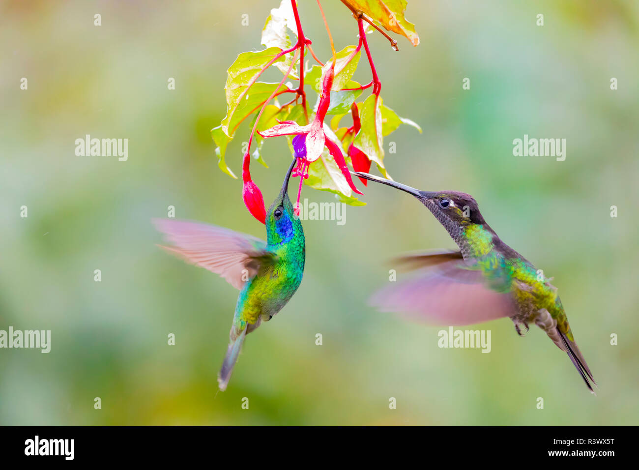 Hummingbirds of costa rica hi-res stock photography and images - Alamy