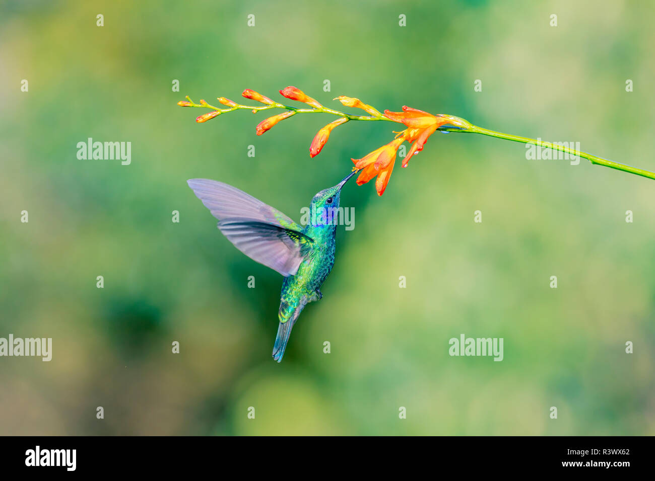 Central America, Costa Rica. Male lesser violetear hummingbird feeding ...