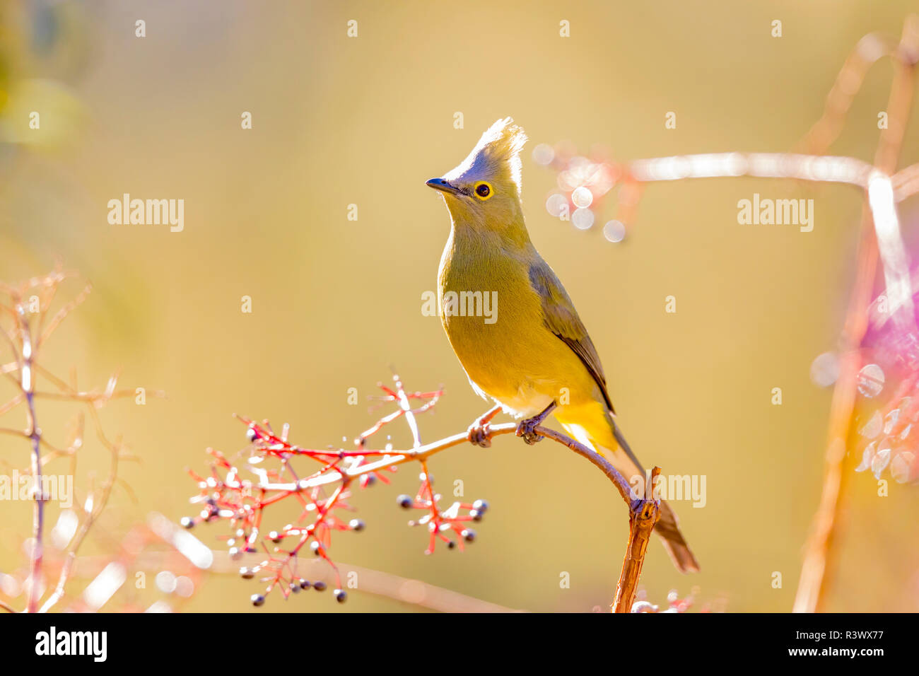Central America, Costa Rica. Female long-tailed silky-flycatcher ...
