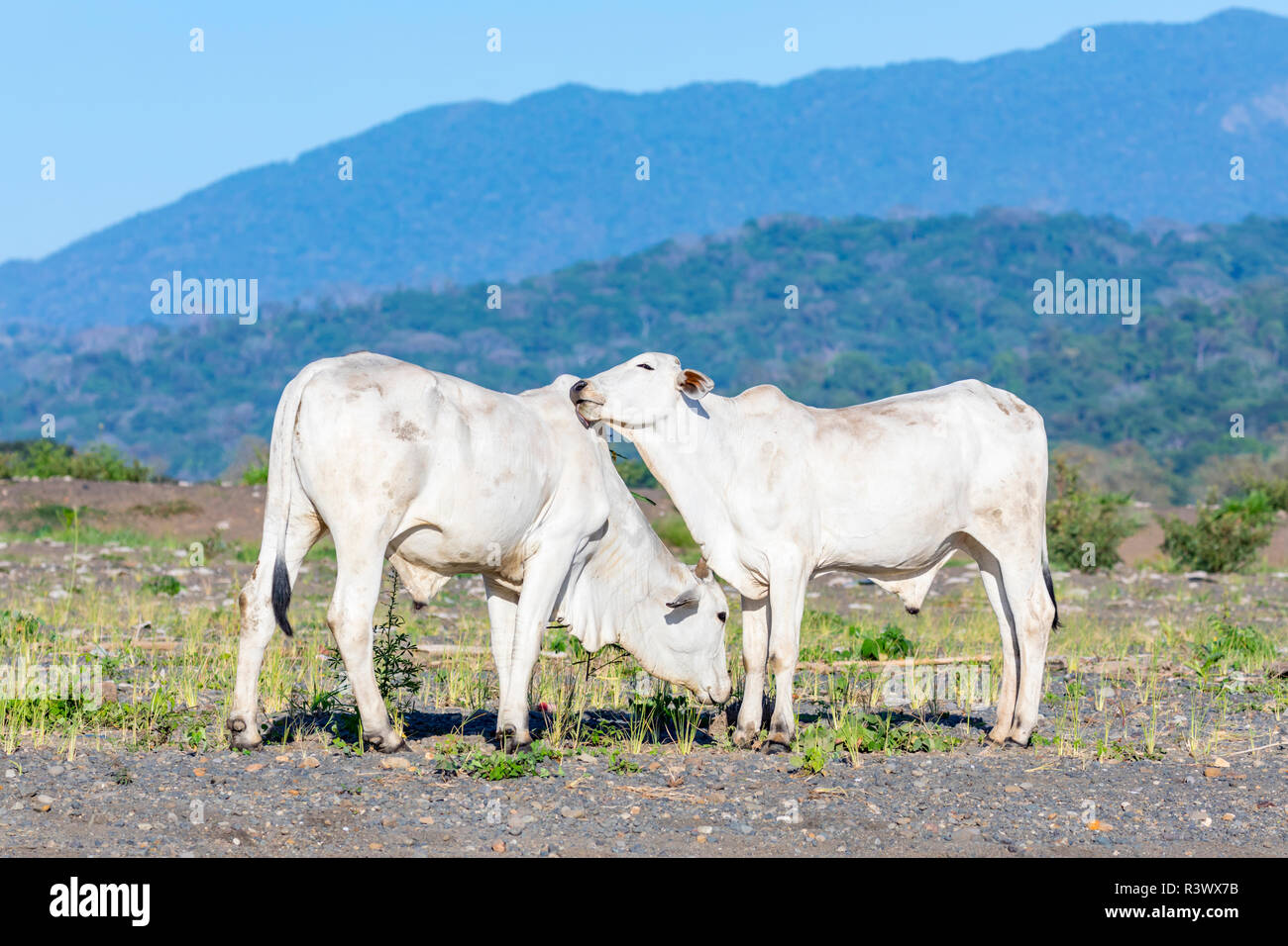 Brahman cattle costa rica hi-res stock photography and images - Alamy