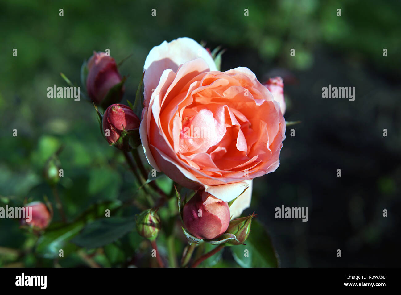 Inflorescence of an roses in garden close-up Stock Photo - Alamy