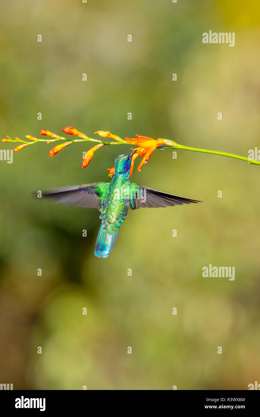 Central America, Costa Rica. Male lesser violetear hummingbird feeding ...