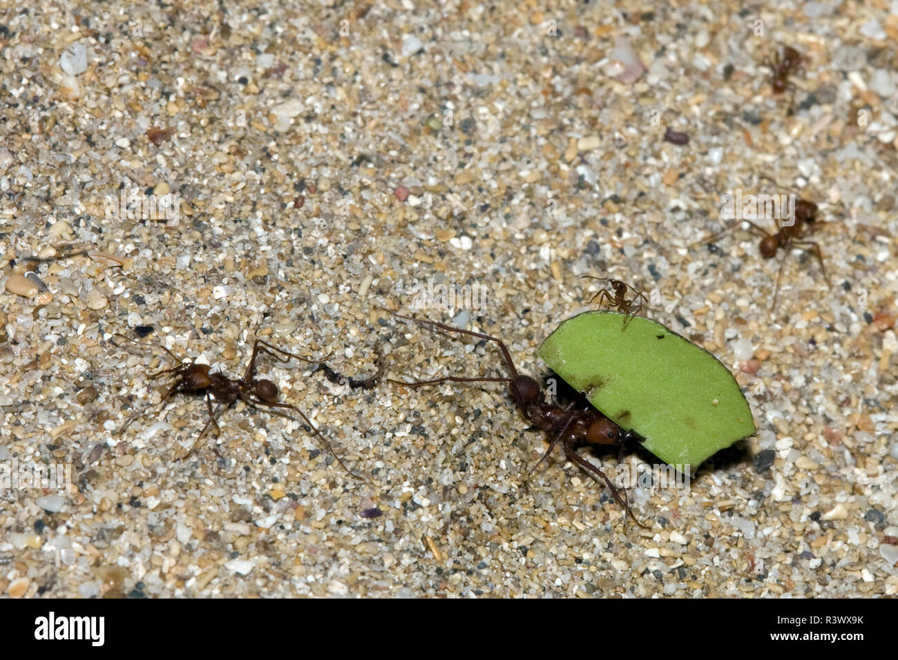 Costa Rica, Central America. Leaf-cutter Ants Stock Photo - Alamy