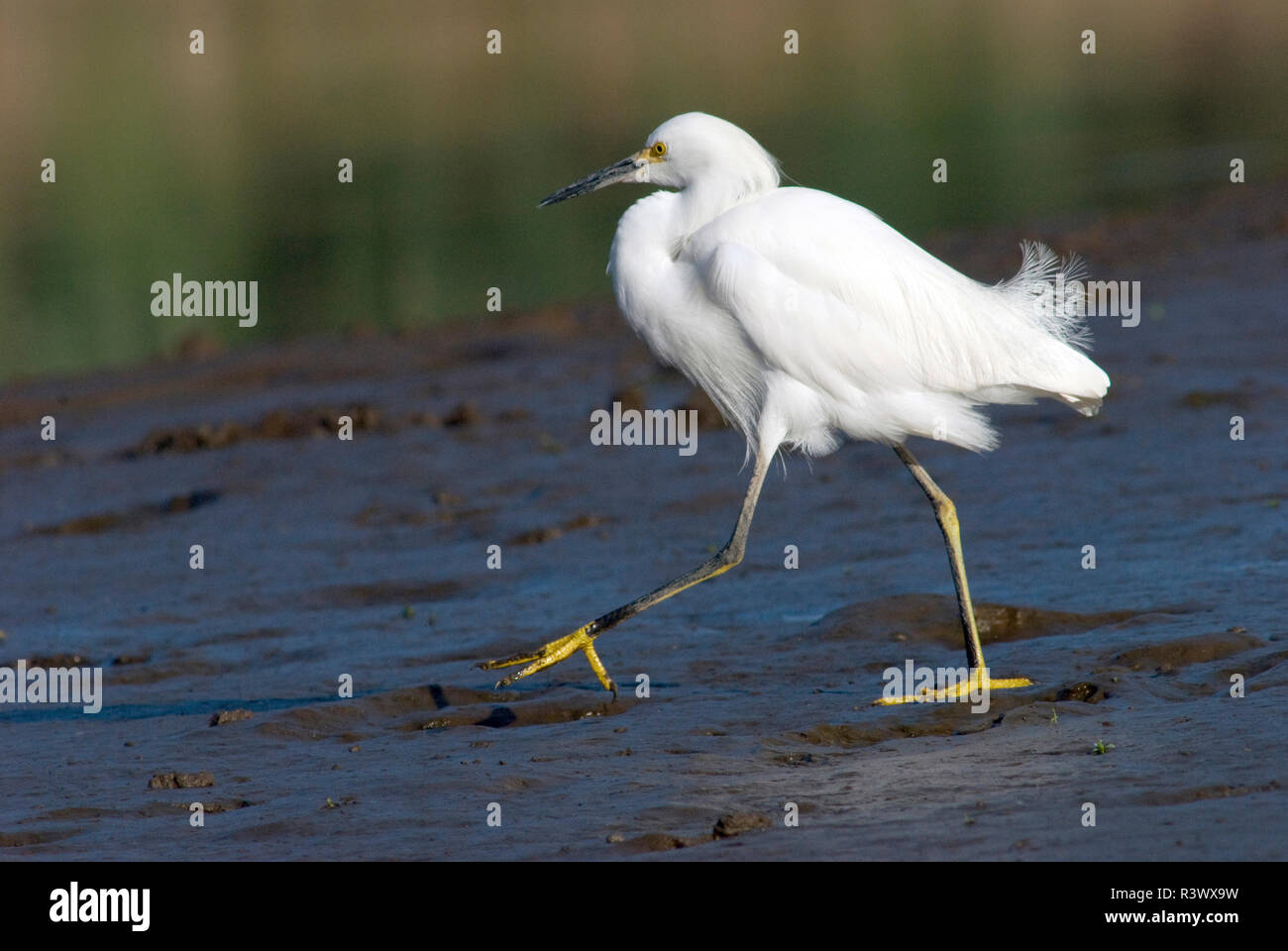 Costa rica egret hi-res stock photography and images - Alamy