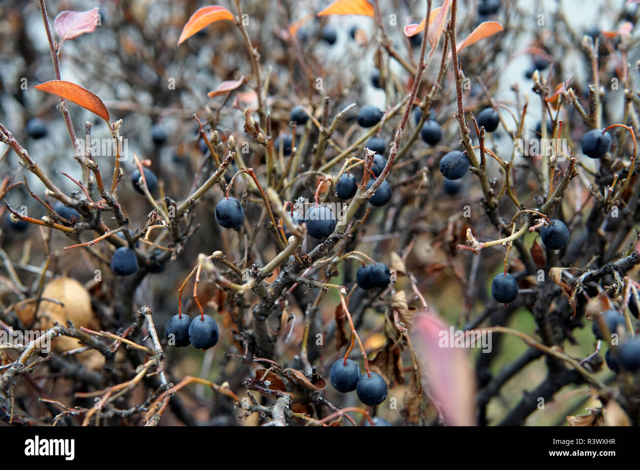 Yellow foliage of a shrub in the fall season. Stems, branches of red ...