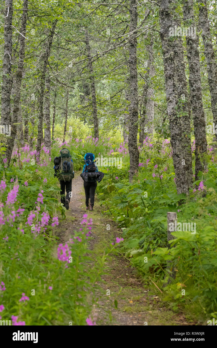 USA, Alaska, Kenai Peninsula. Hikers on trail through birch forest and ...