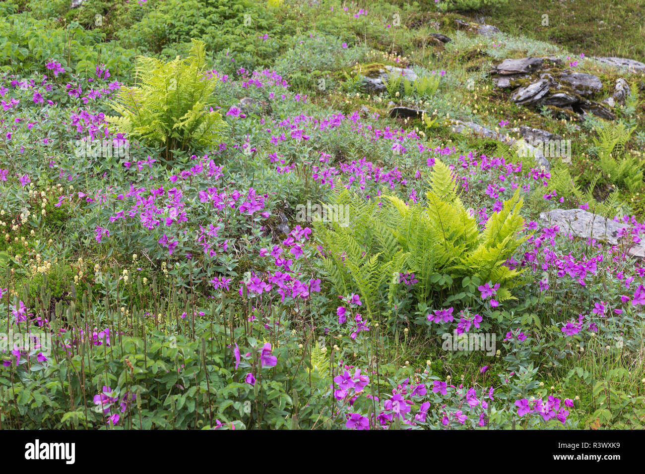 USA, Alaska, Talkeetna Mountains. Scenic with ferns and river beauty ...