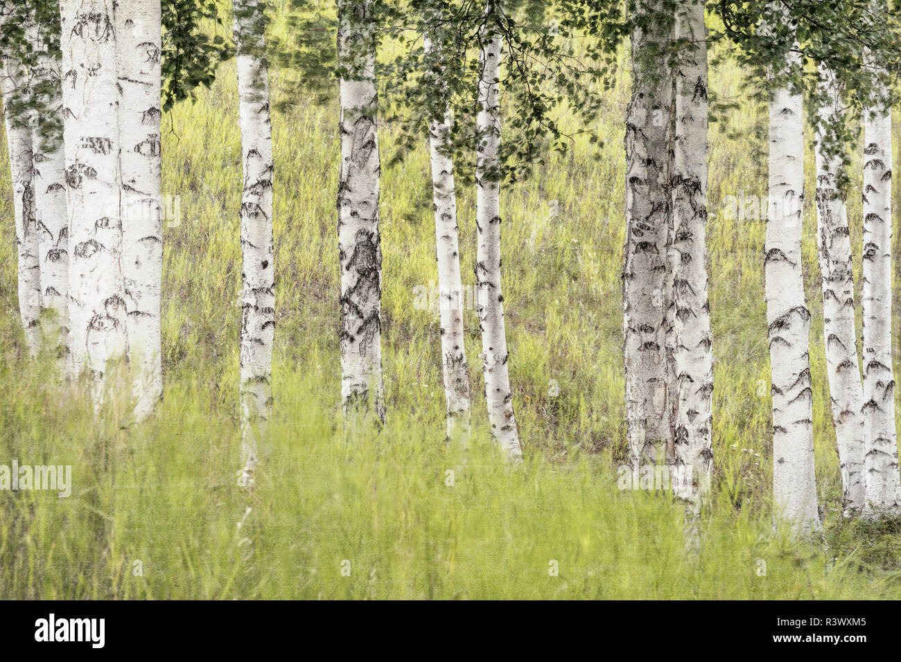 Alaska paper birch hi-res stock photography and images - Alamy