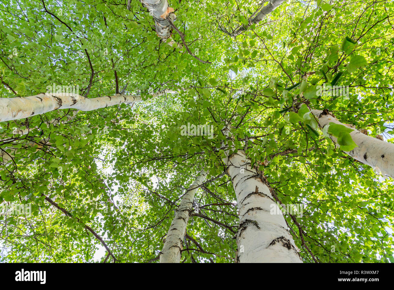 Alaska Paper Birch High Resolution Stock Photography and Images - Alamy