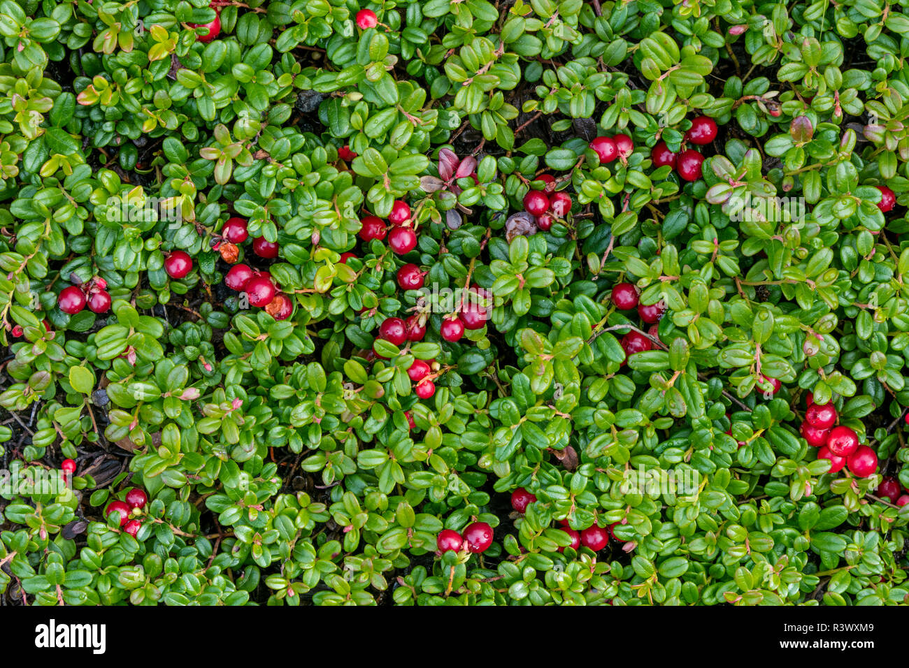 Bush alaska hi-res stock photography and images - Alamy