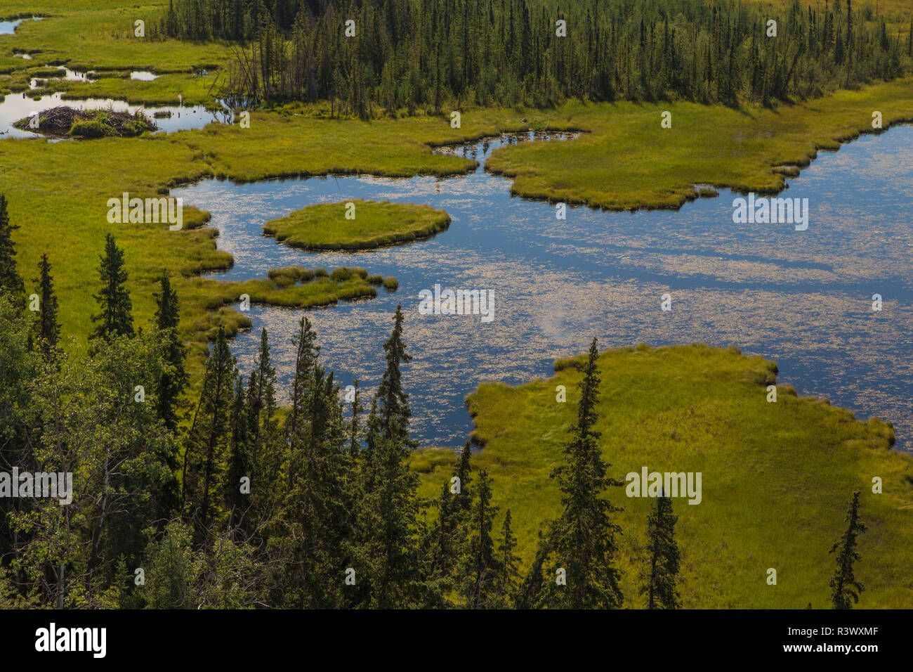 USA, Alaska. Landscape with Moose Pond Stock Photo - Alamy