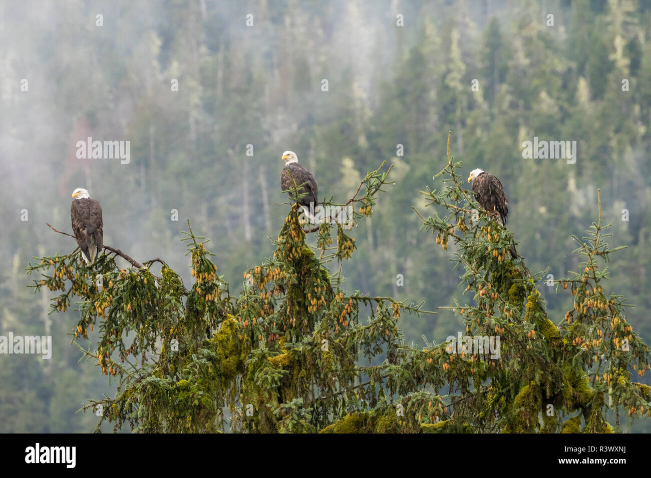 USA, Alaska, Tongass National Forest. Bald eagles in tree Stock Photo ...