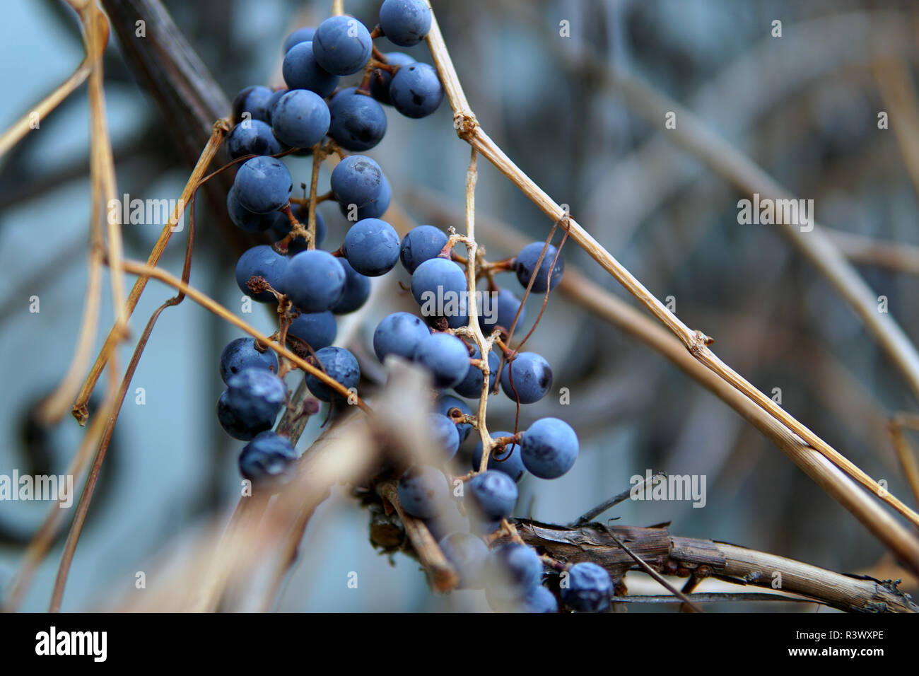 bunches of isabella grapes close up Stock Photo - Alamy