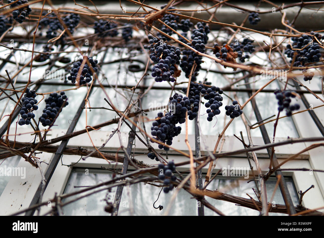 Bunches isabella grapes close hi-res stock photography and images - Alamy
