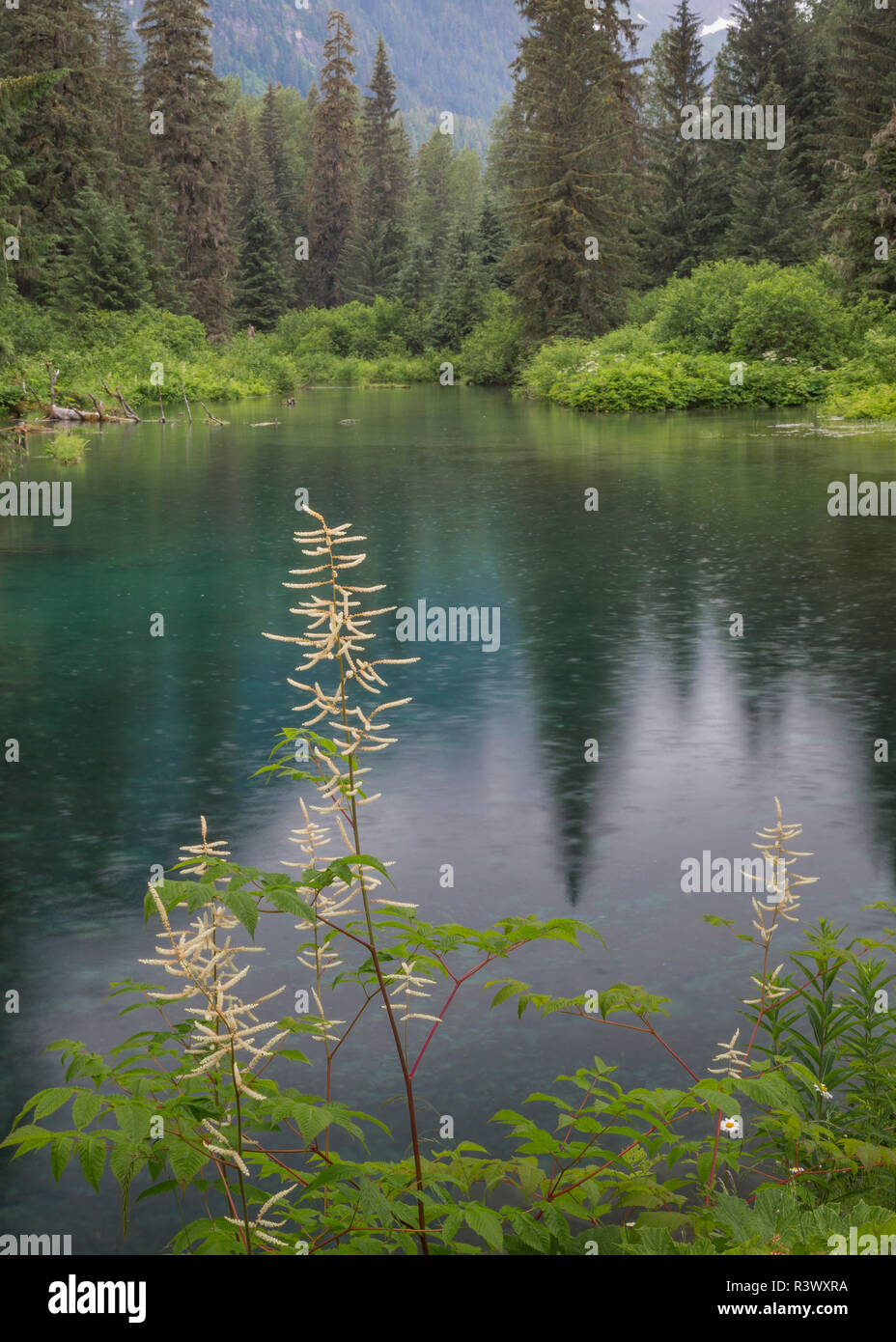 Alaska beaver pond forest hi-res stock photography and images - Alamy
