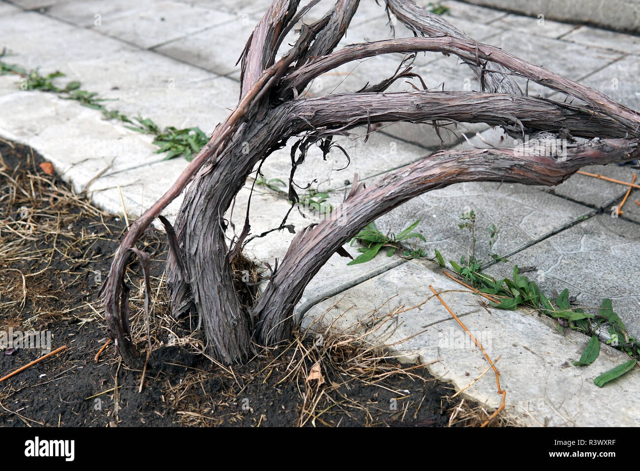 Grapes roots hi-res stock photography and images - Alamy