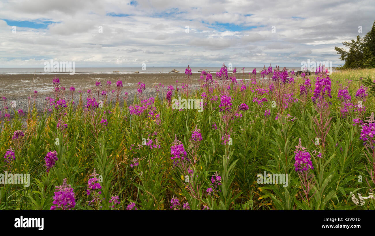 USA, Alaska, Captain Cook State Park. Beach landscape with fireweed ...