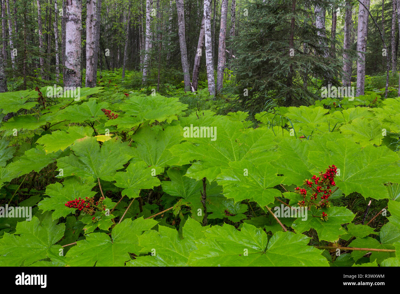 Alaska summer birch forest hi-res stock photography and images - Alamy