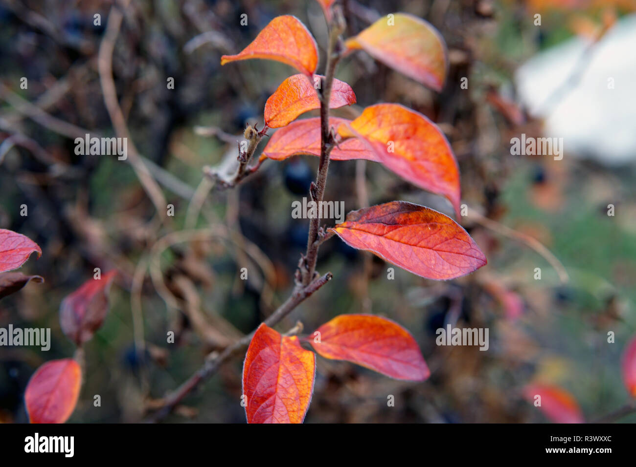 Yellow foliage of a shrub in the fall season. Stems, branches of red ...