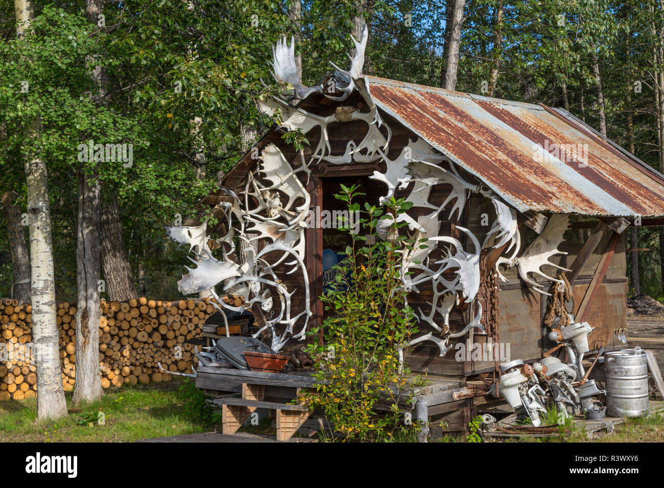 USA, Alaska, Steese Highway. Old cabin decorated with various antlers ...