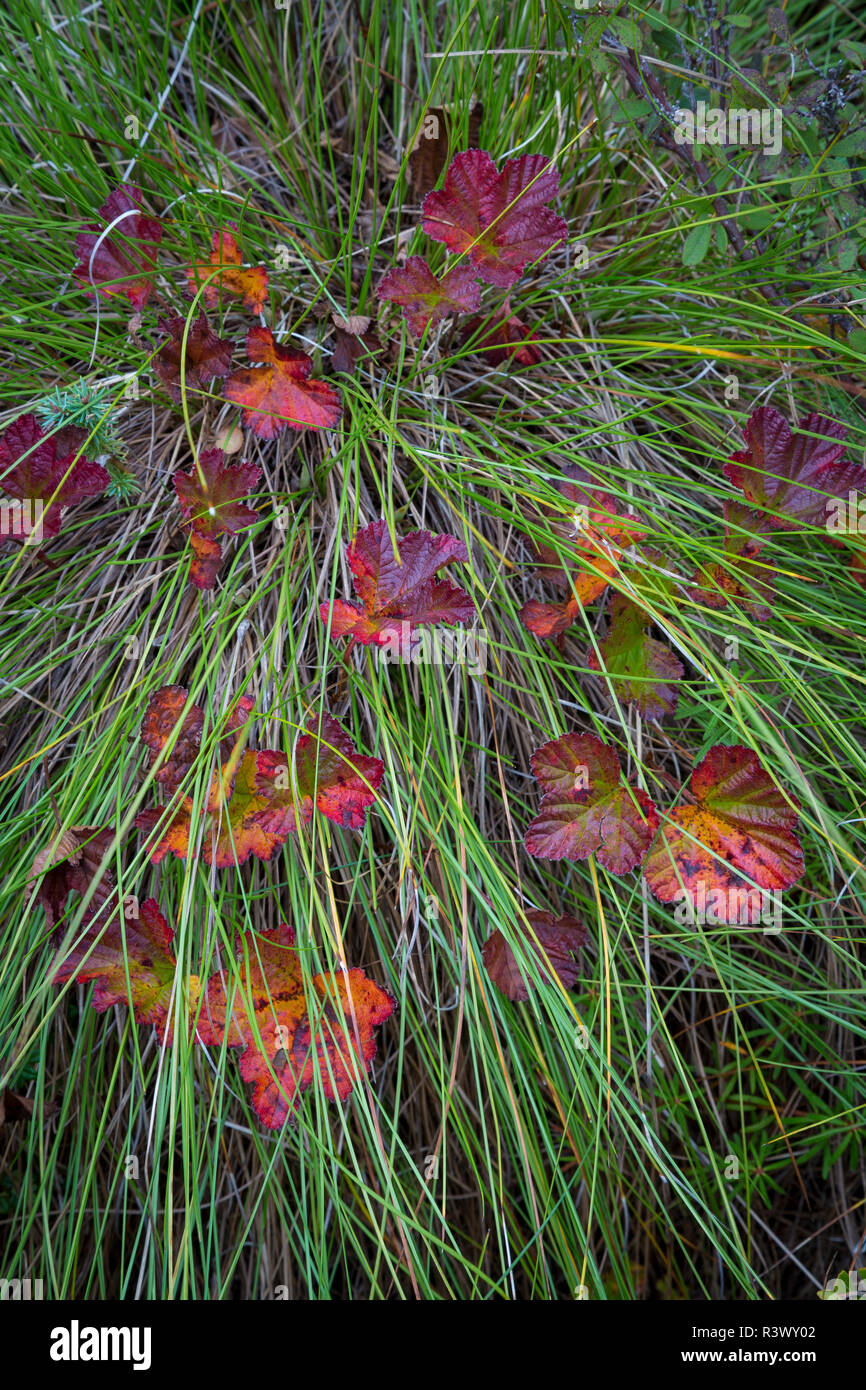 Cloudberry tundra hi-res stock photography and images - Alamy