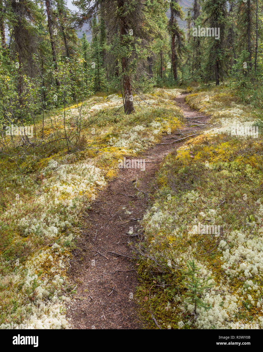 USA, Alaska, Dalton Highway. Forest trail north of Arctic Circle Stock ...