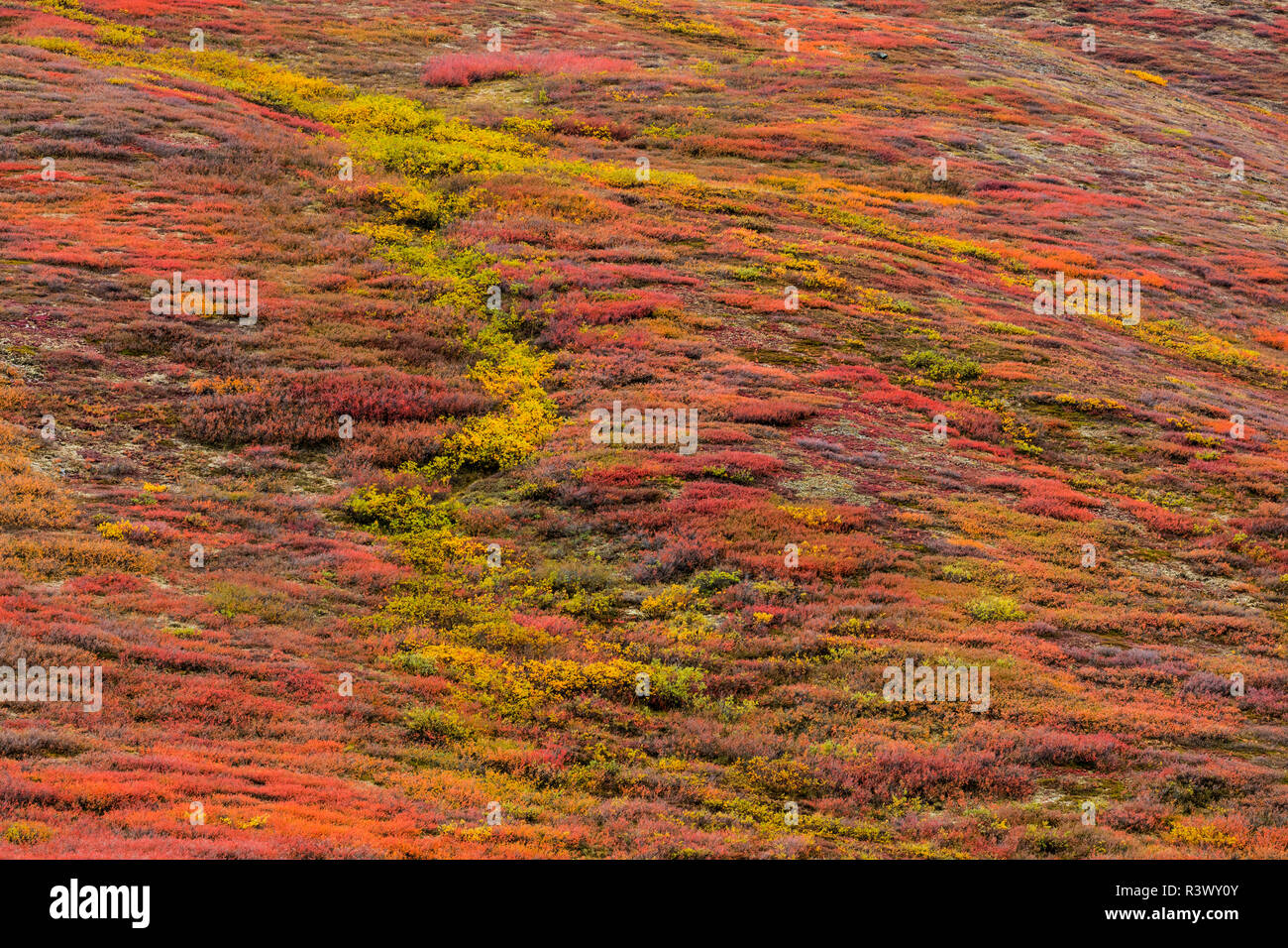 USA, Alaska, Brooks Range. Tundra in fall color Stock Photo - Alamy