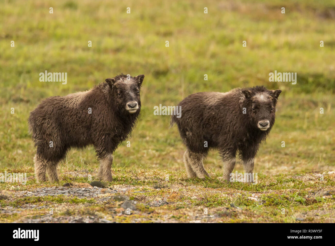 Alaska musk ox hi-res stock photography and images - Alamy