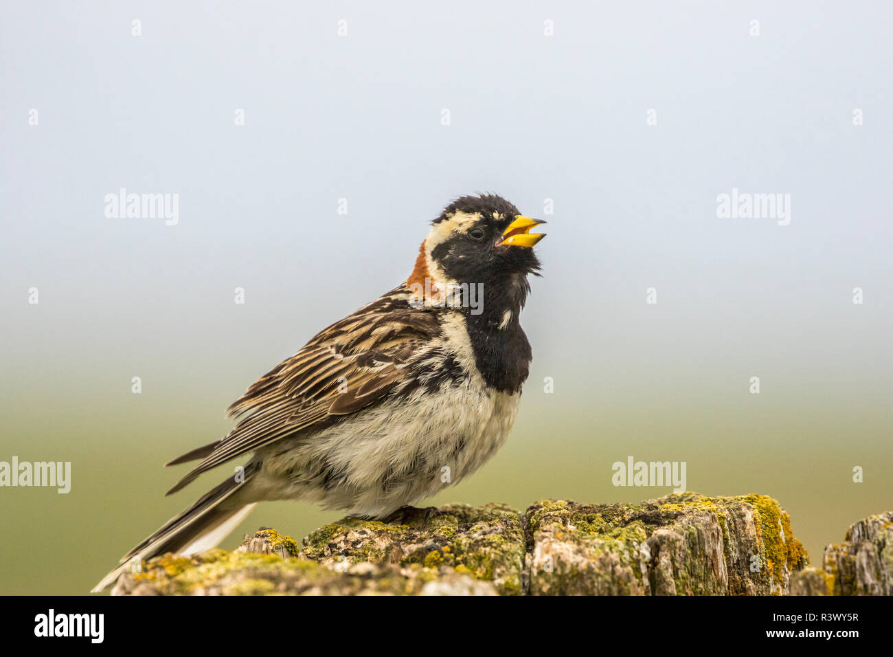 USA, Alaska, Nome. Lapland longspur bird calling Stock Photo - Alamy