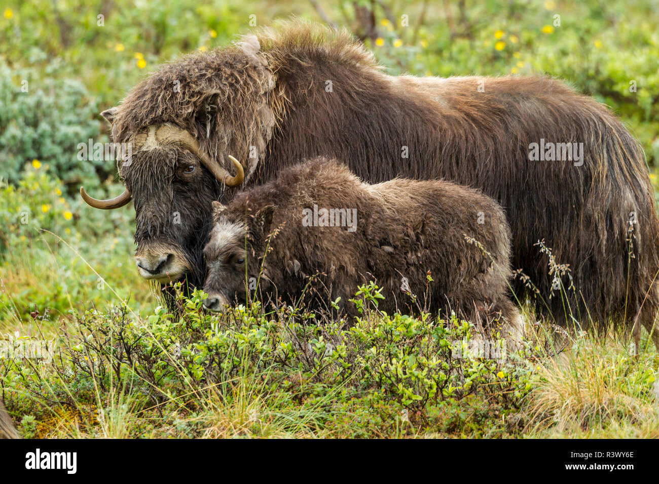 USA, Alaska, Nome. Musk ox mother with calf Stock Photo - Alamy