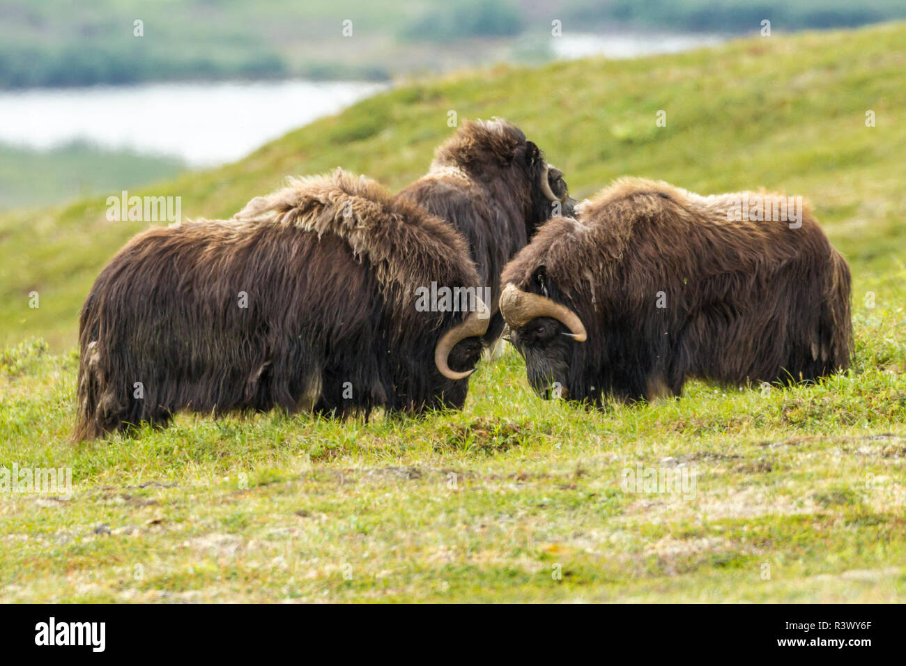 Bull Butting High Resolution Stock Photography and Images - Alamy