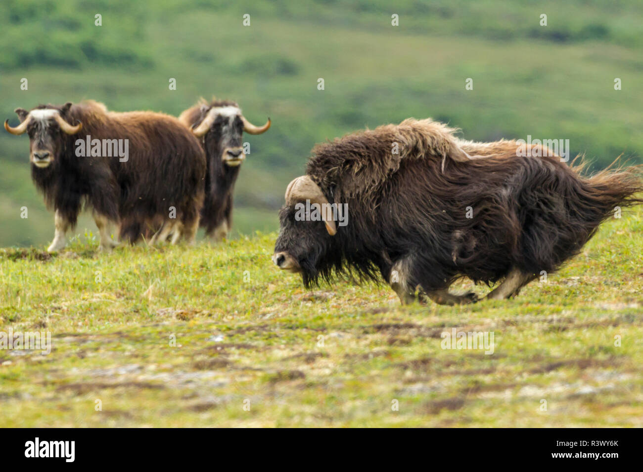 USA, Alaska, Nome. Musk ox bull running Stock Photo - Alamy