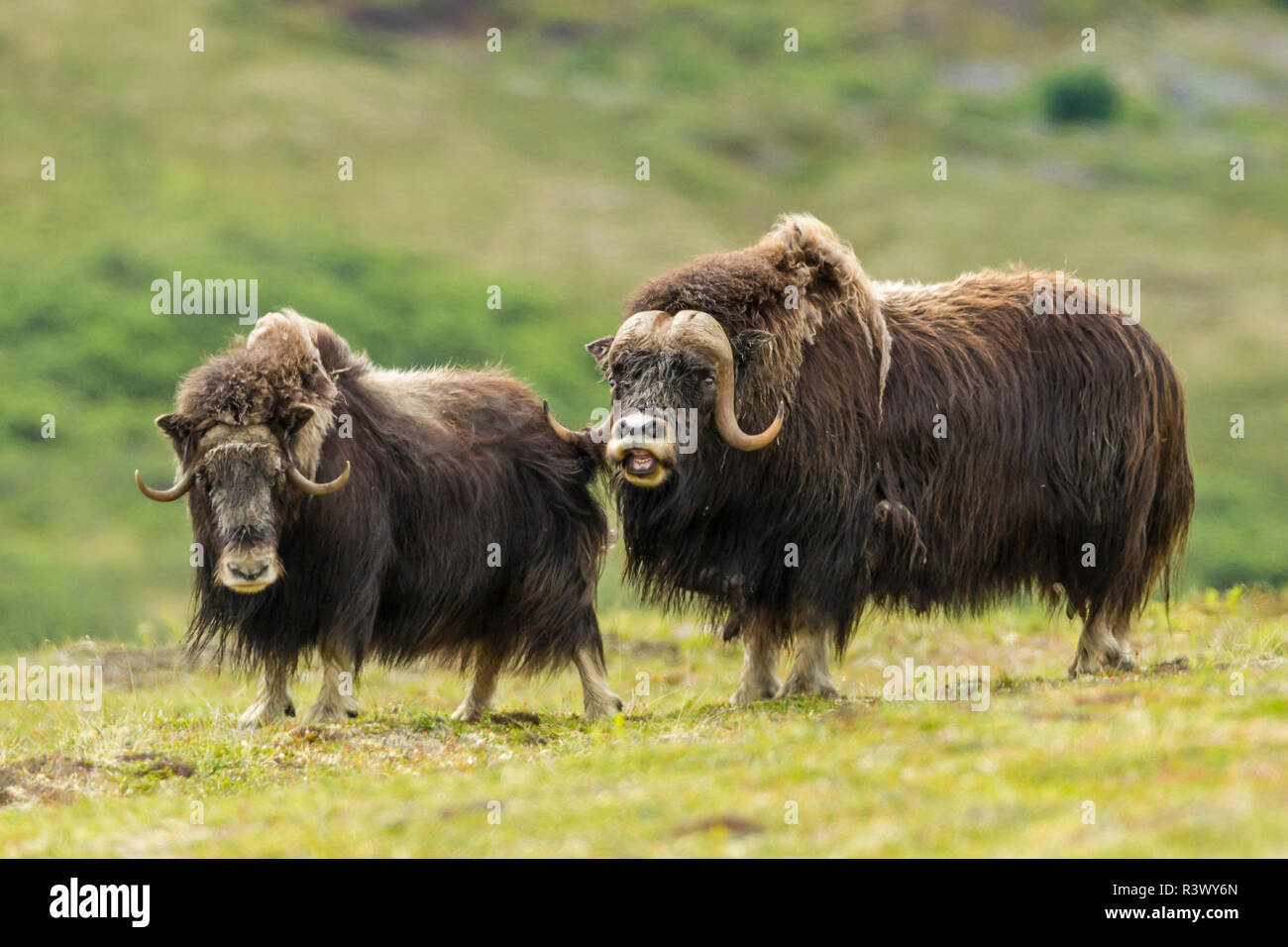 Male musk ox hi-res stock photography and images - Alamy