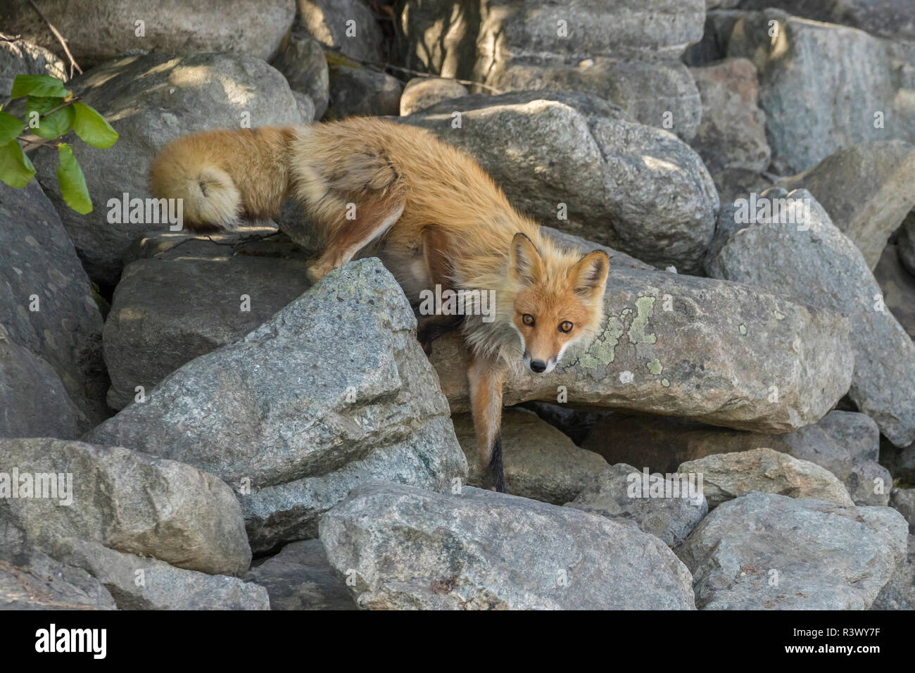 USA, Alaska, Nome. Red fox in rocks Stock Photo - Alamy