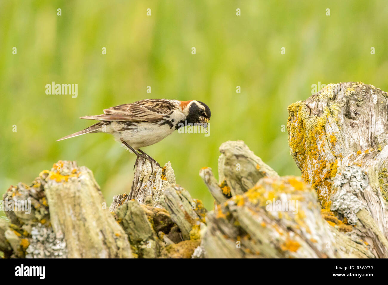 USA, Alaska, Nome. Lapland longspur bird with food Stock Photo - Alamy