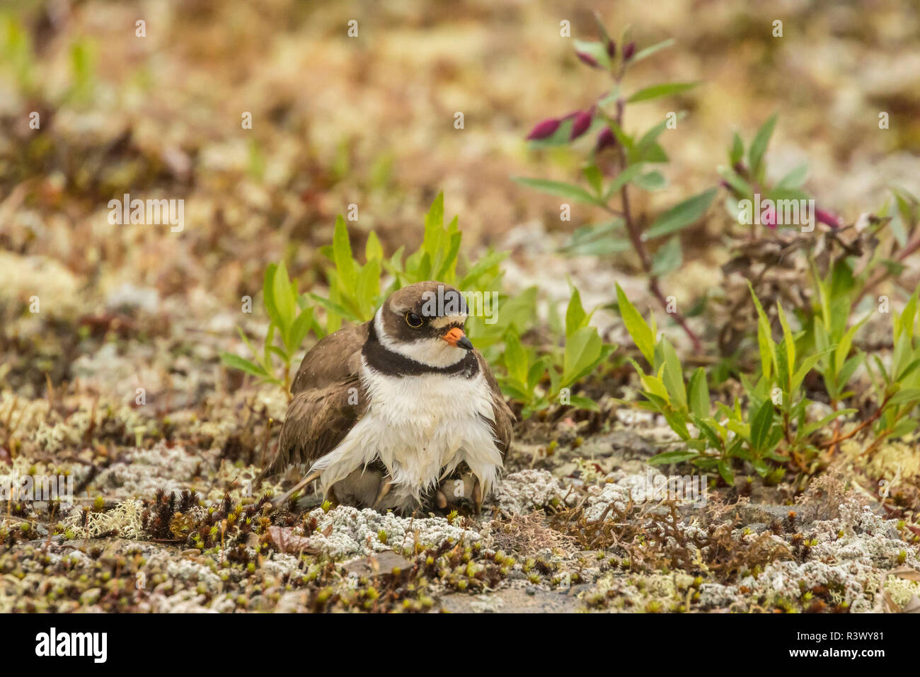 Brooding chicks hi-res stock photography and images - Alamy