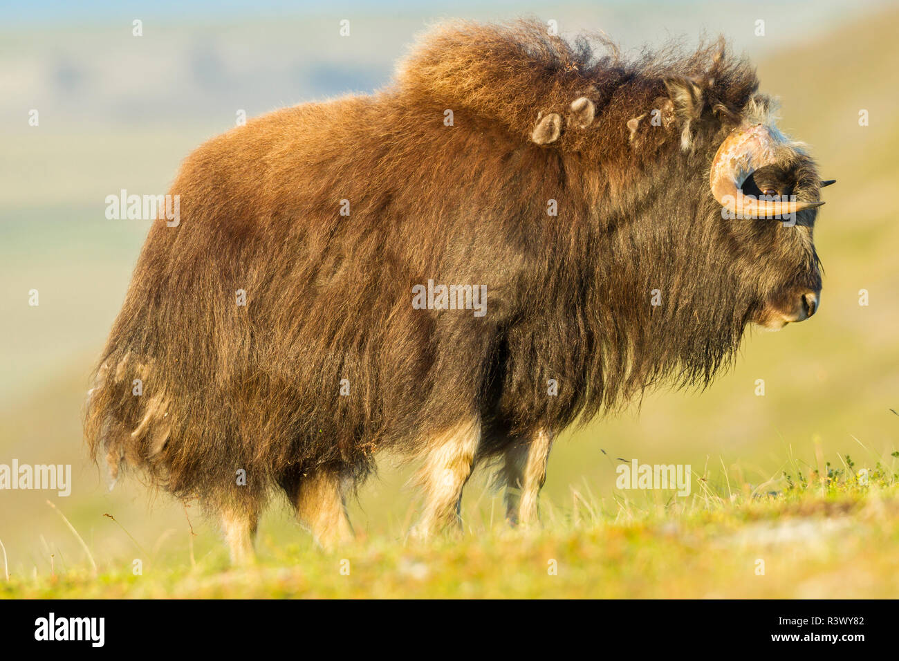 Bull musk ox hi-res stock photography and images - Alamy