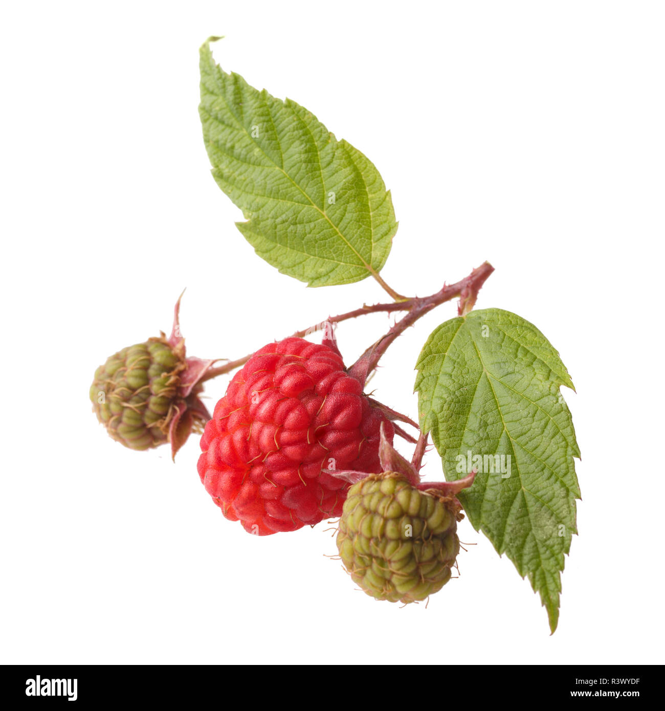 Macro green unripe raspberry hi-res stock photography and images - Alamy