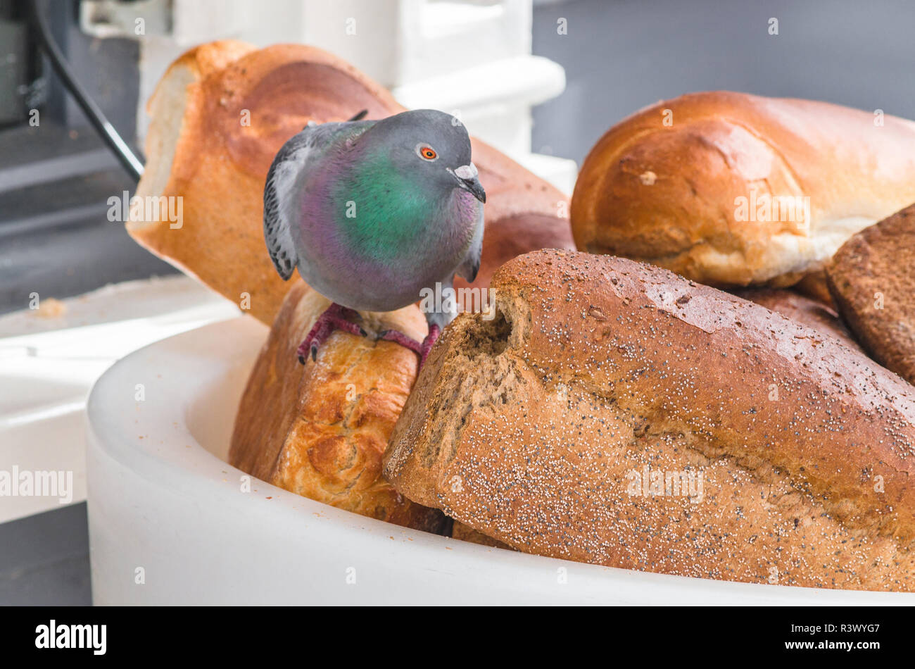 pigeon eats the bread Stock Photo - Alamy
