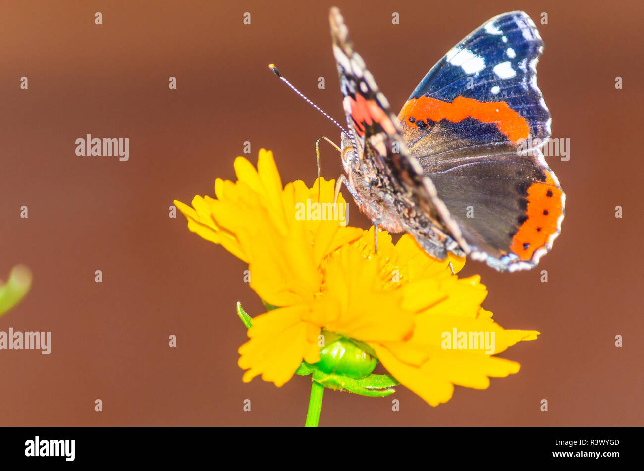 Gorgeous blue butterfly hi-res stock photography and images - Alamy