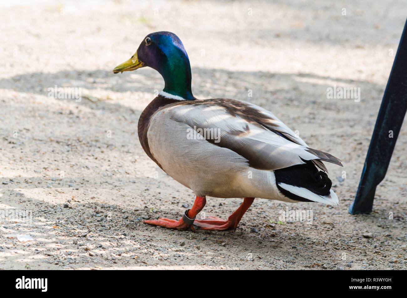 male wild duck Stock Photo - Alamy
