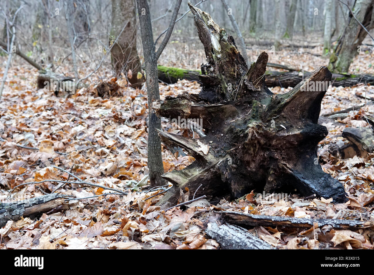 Open gnarled roots of the old tree in the dark forest, snag Stock Photo ...